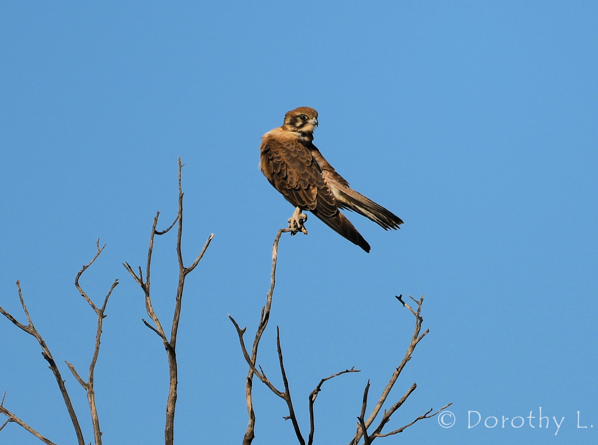 Brown Falcon – preening – Ausemade