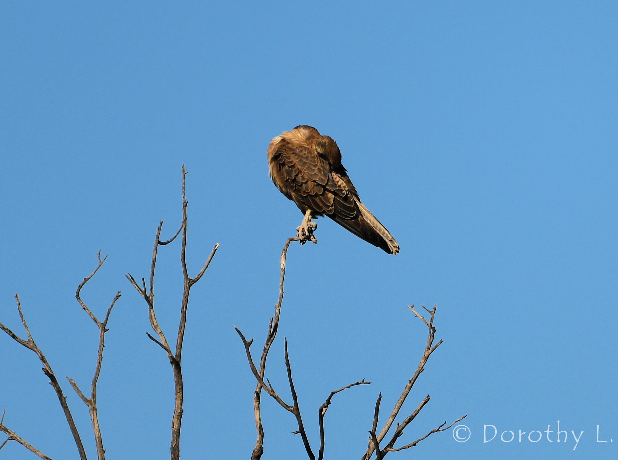 Brown Falcon – preening – Ausemade