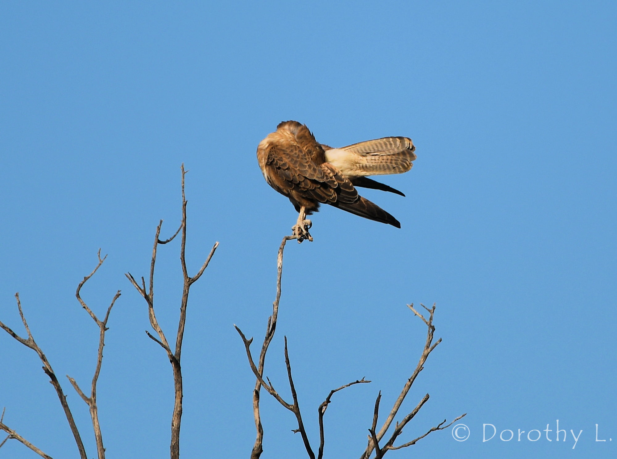 Brown Falcon – preening – Ausemade