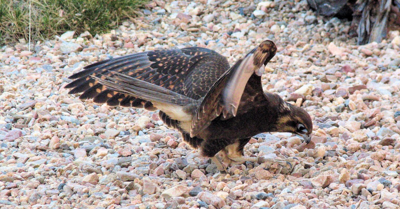 Brown Falcon – Ausemade