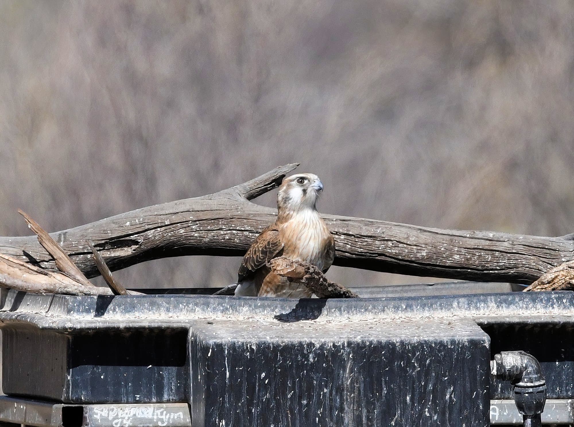 Newhaven Fauna – Ausemade