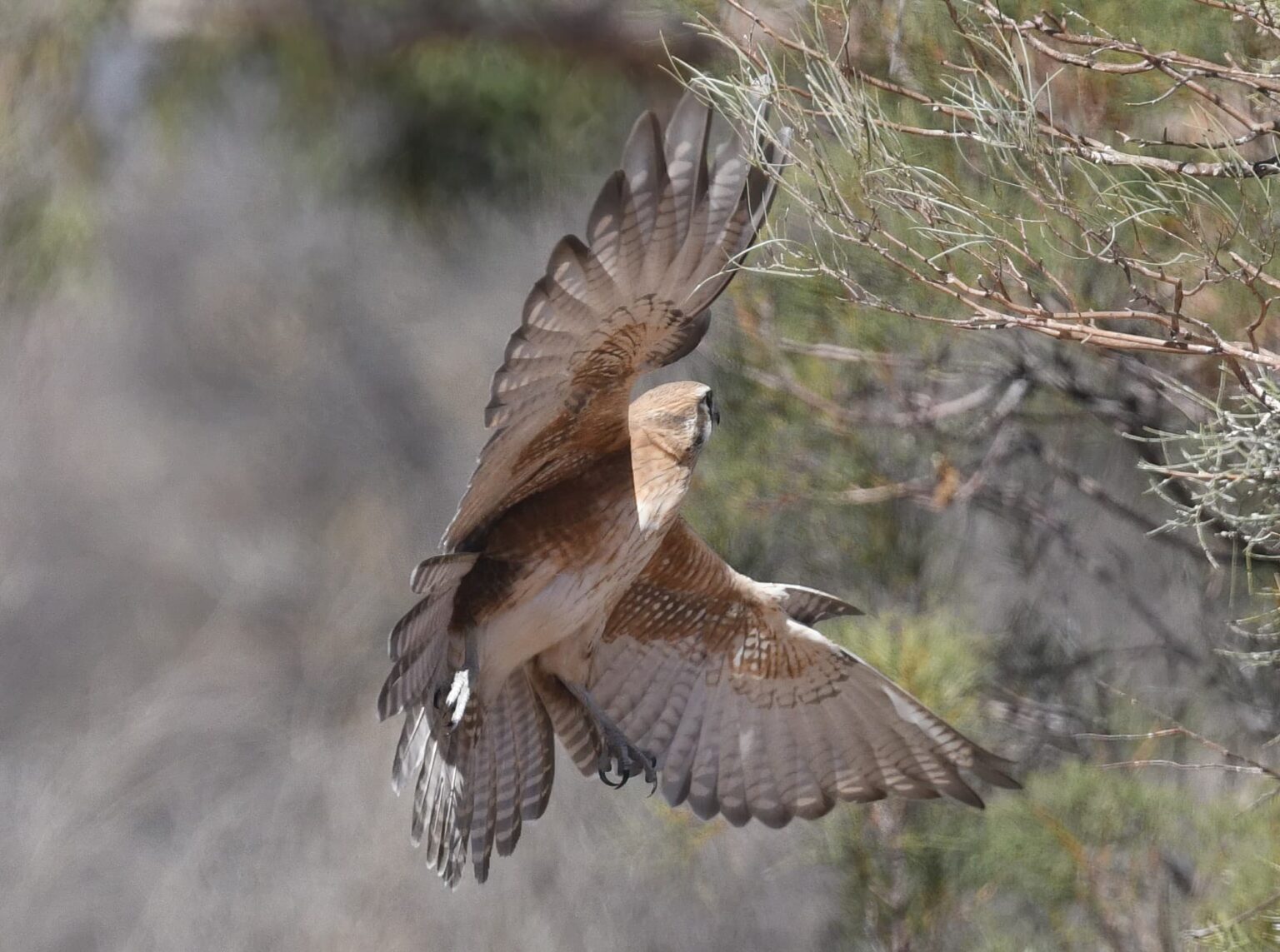 Newhaven Wildlife Sanctuary – Ausemade