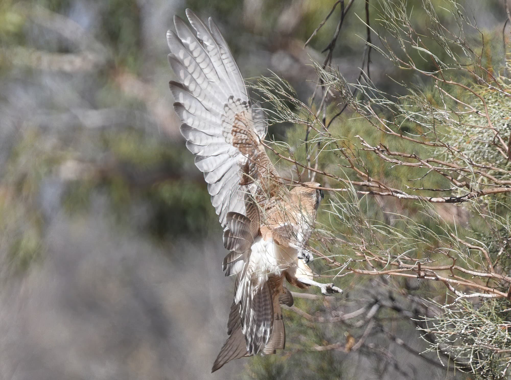 Brown Falcon (Falco berigora) – Ausemade