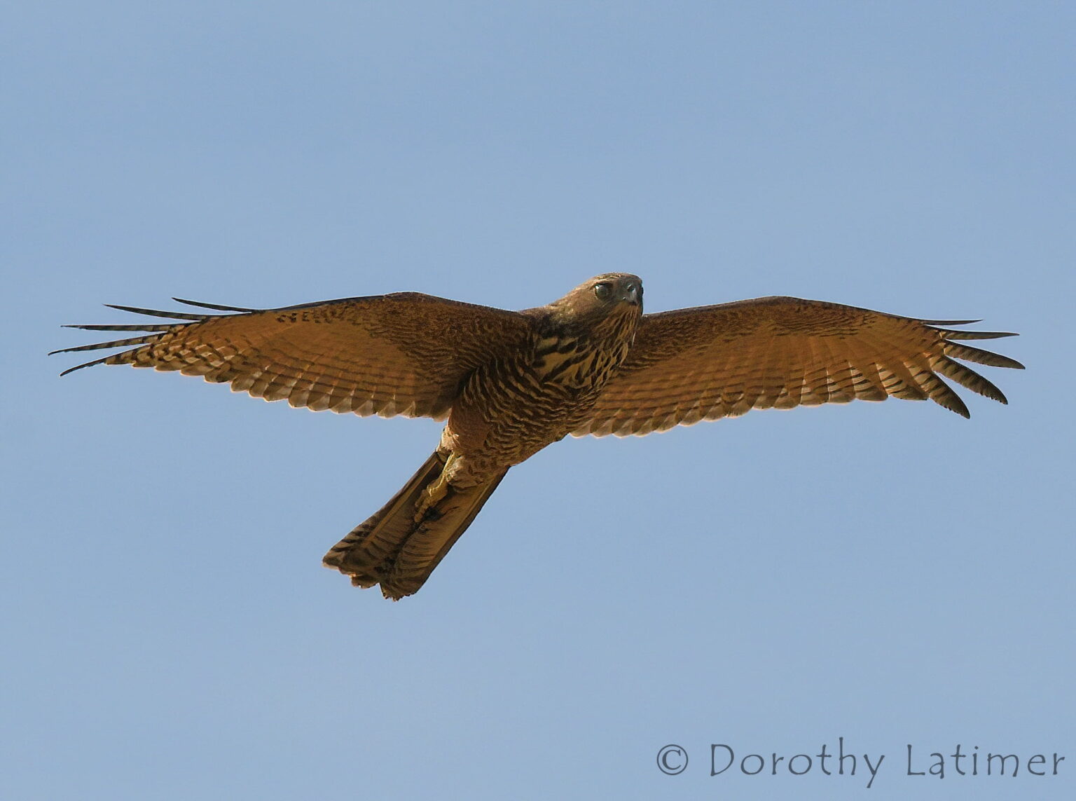 Brown Goshawk – flight – Ausemade
