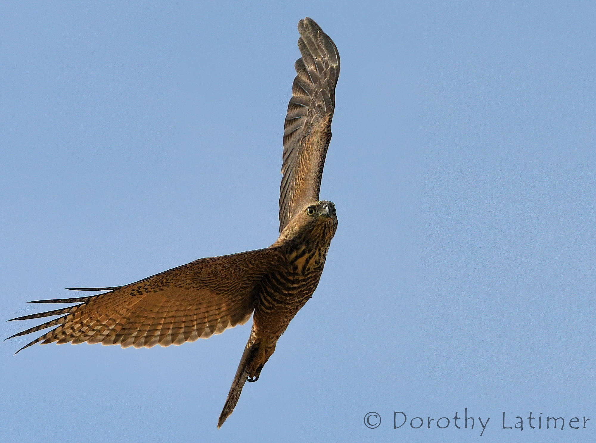 Brown Goshawk – flight – Ausemade