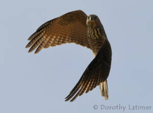 Brown Goshawk – flight – Ausemade