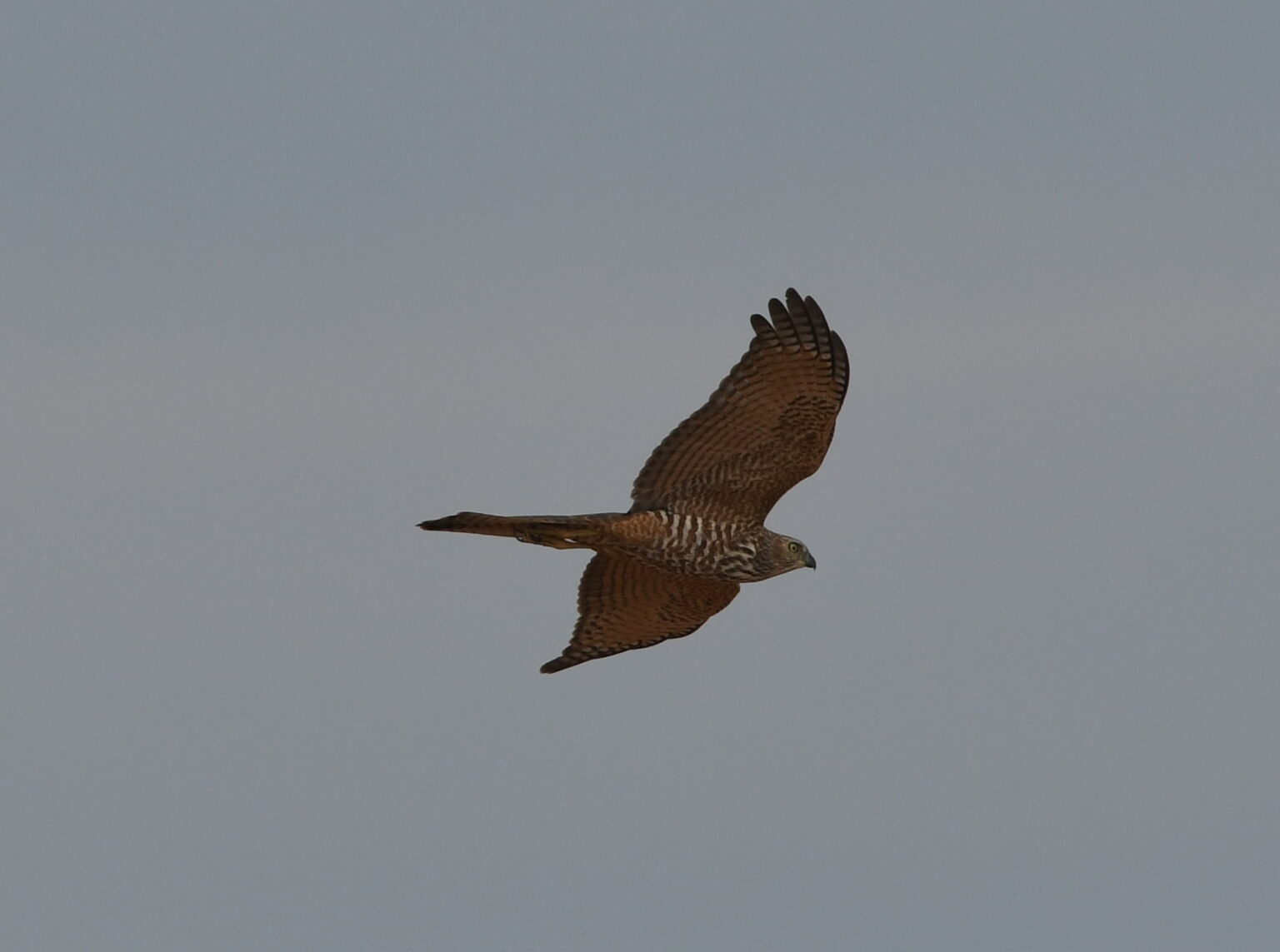 Brown Goshawk – flight – Ausemade