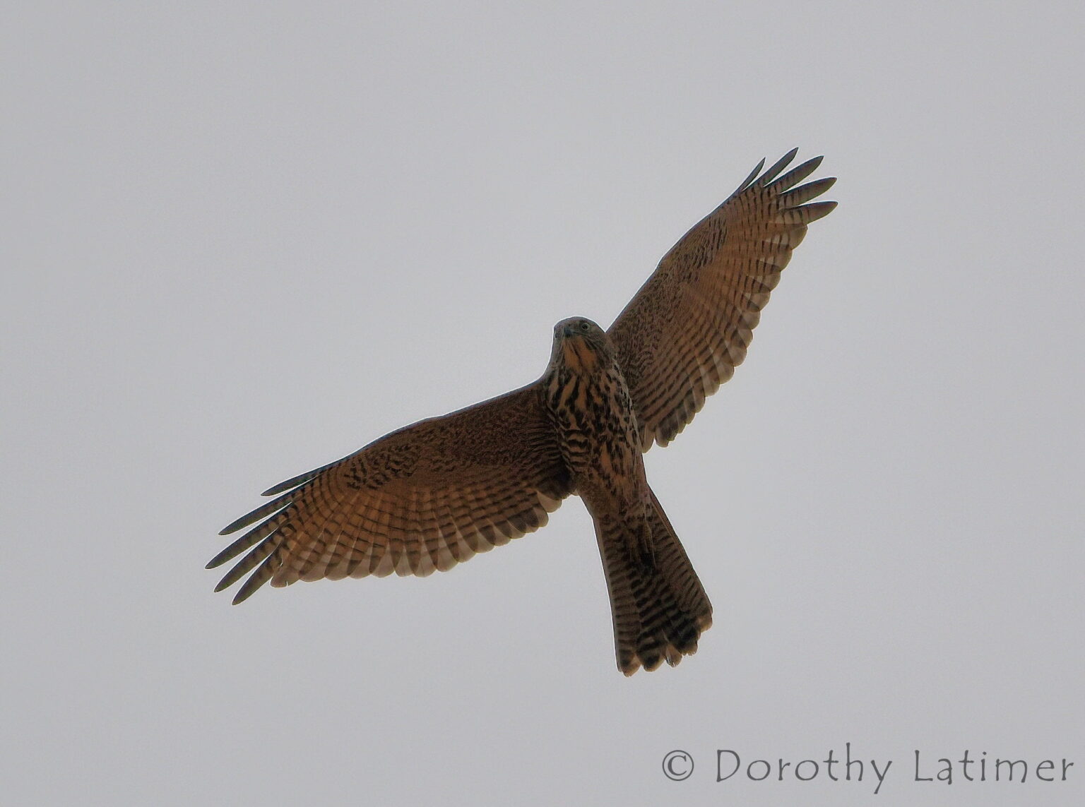 Brown Goshawk – flight – Ausemade