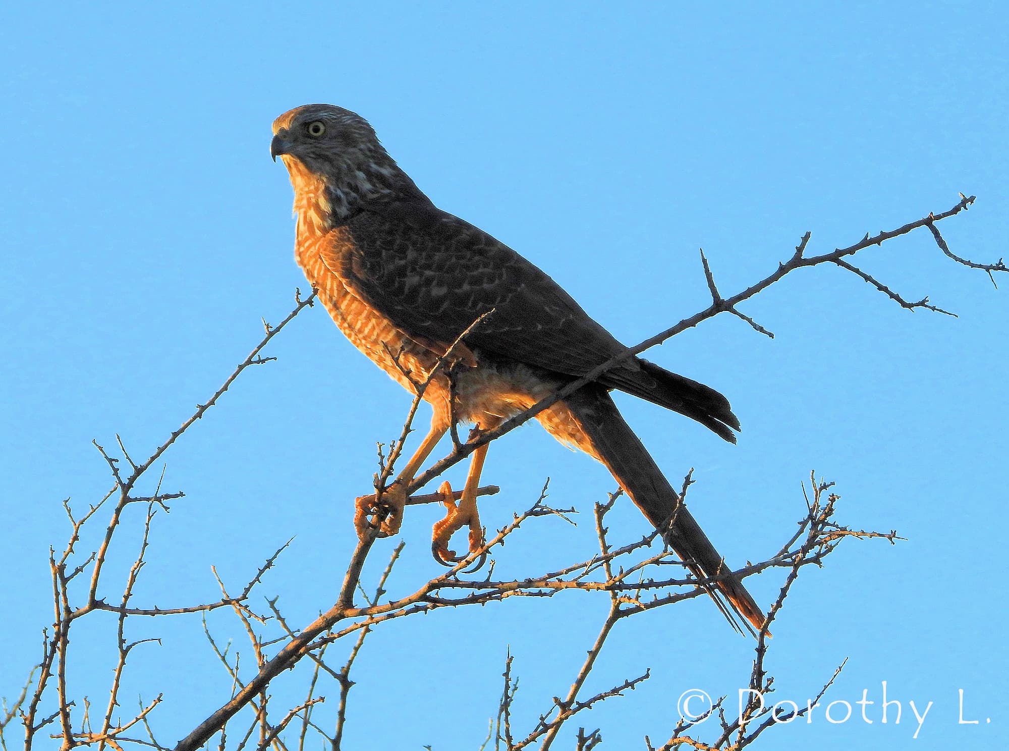 Brown Goshawk – Ausemade