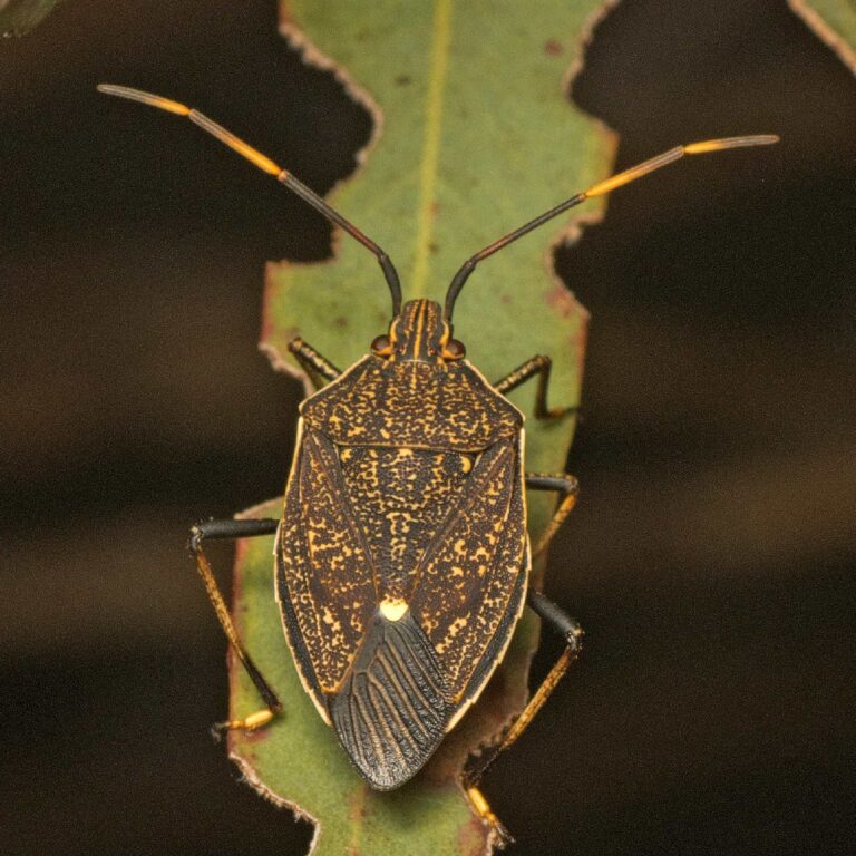 Poecilometis strigatus – Ausemade