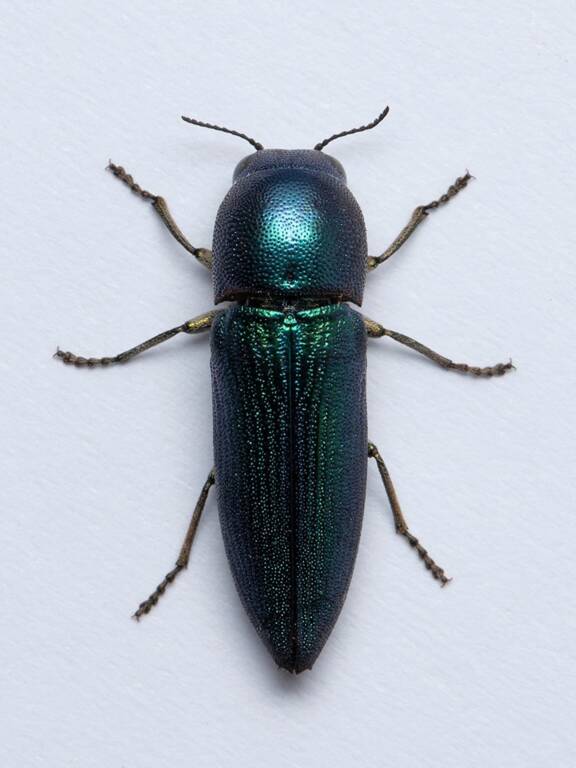 Bubastes pilbarensis – Ausemade