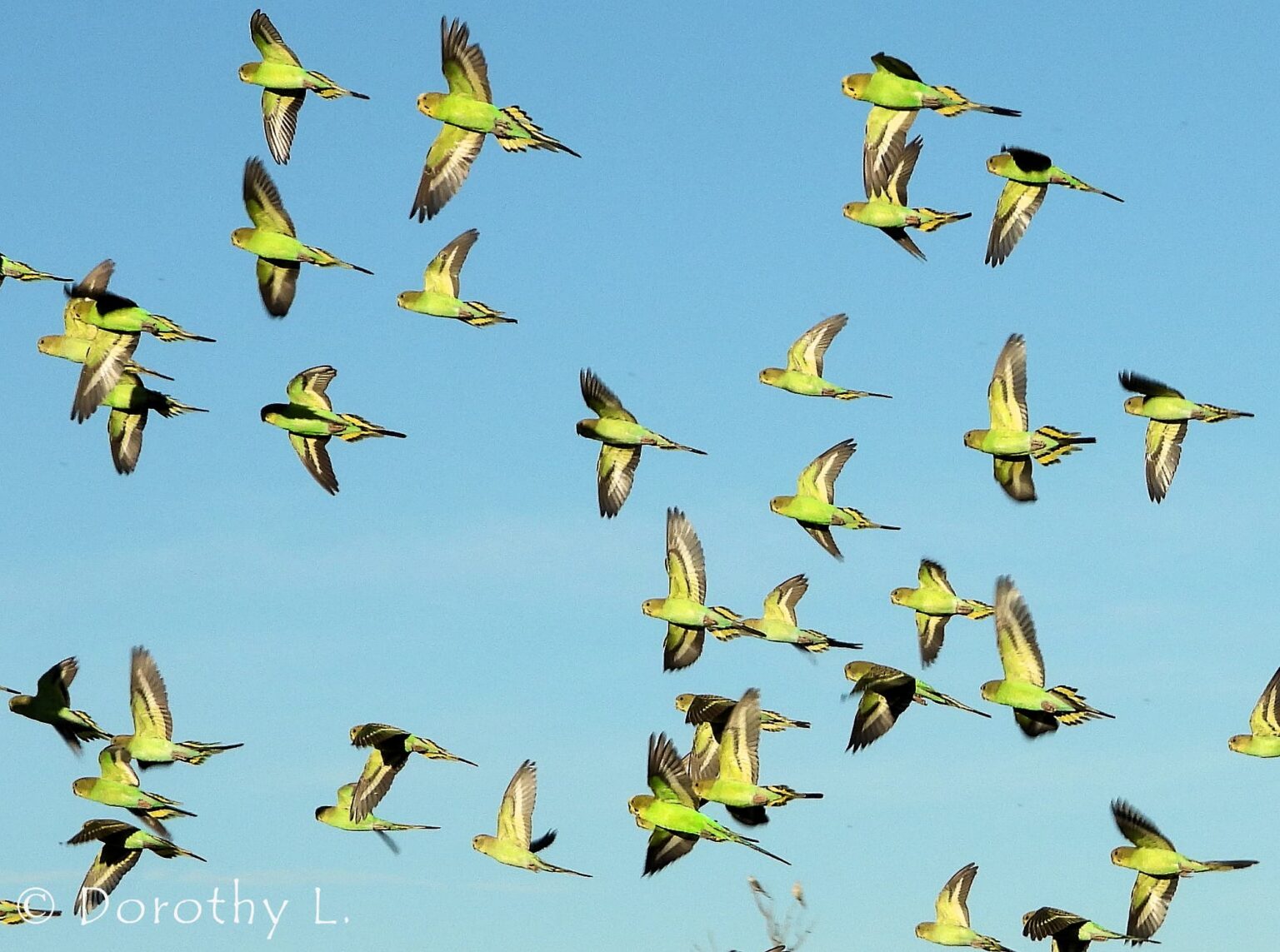 Budgerigar – flocks & flights – Ausemade