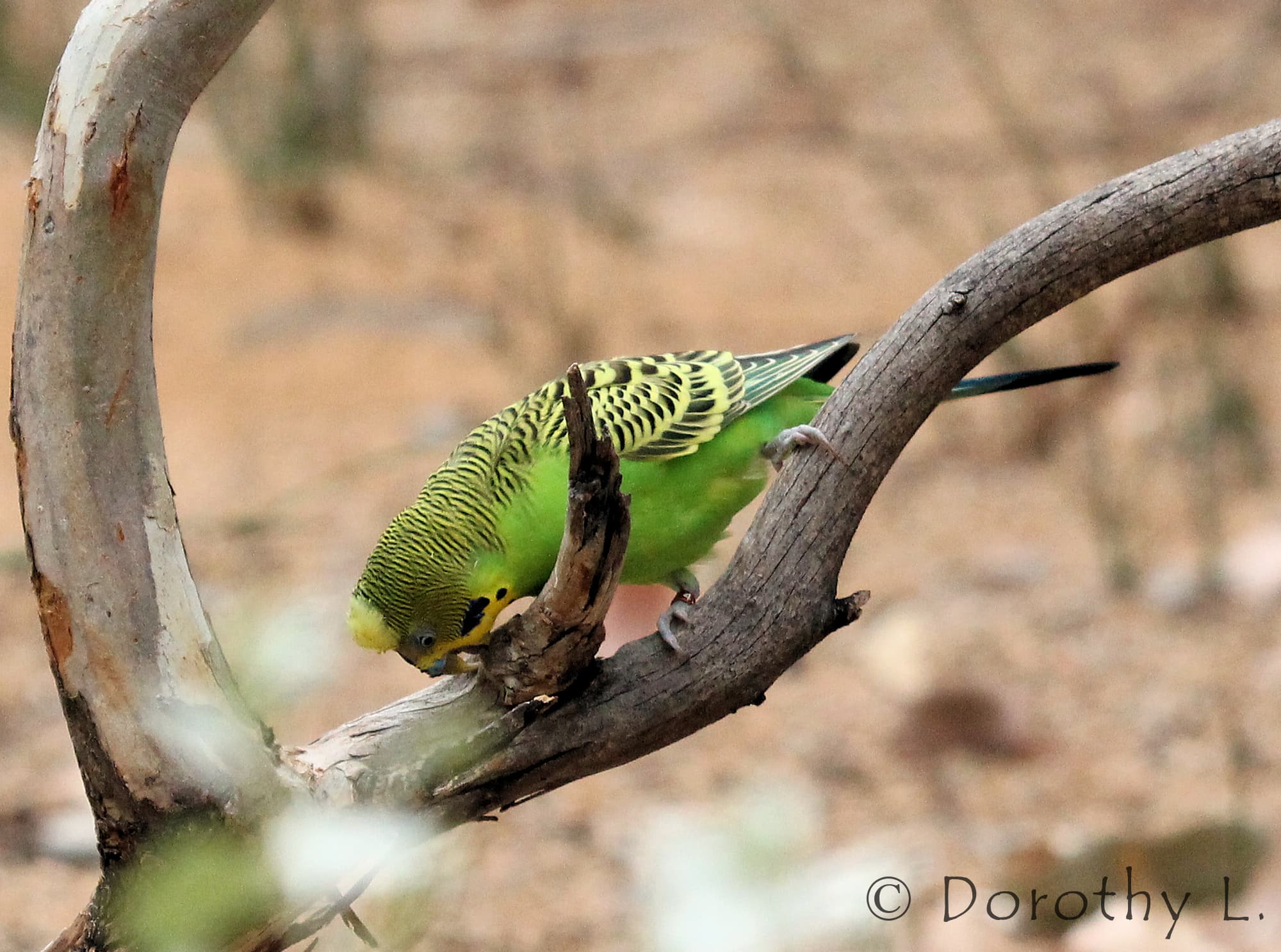 Budgerigar – morphs & disabilities – Ausemade