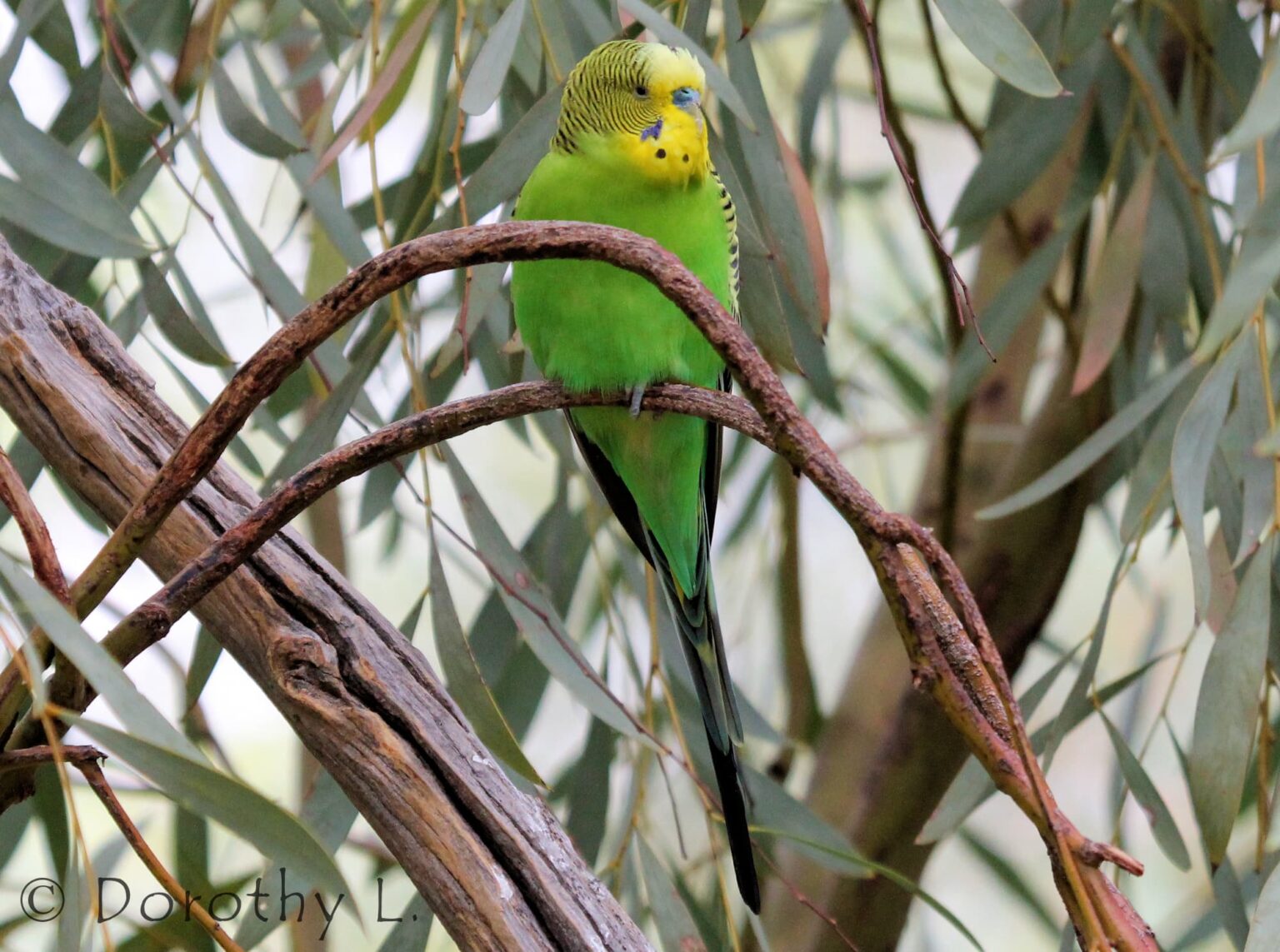 Budgerigar – Ausemade