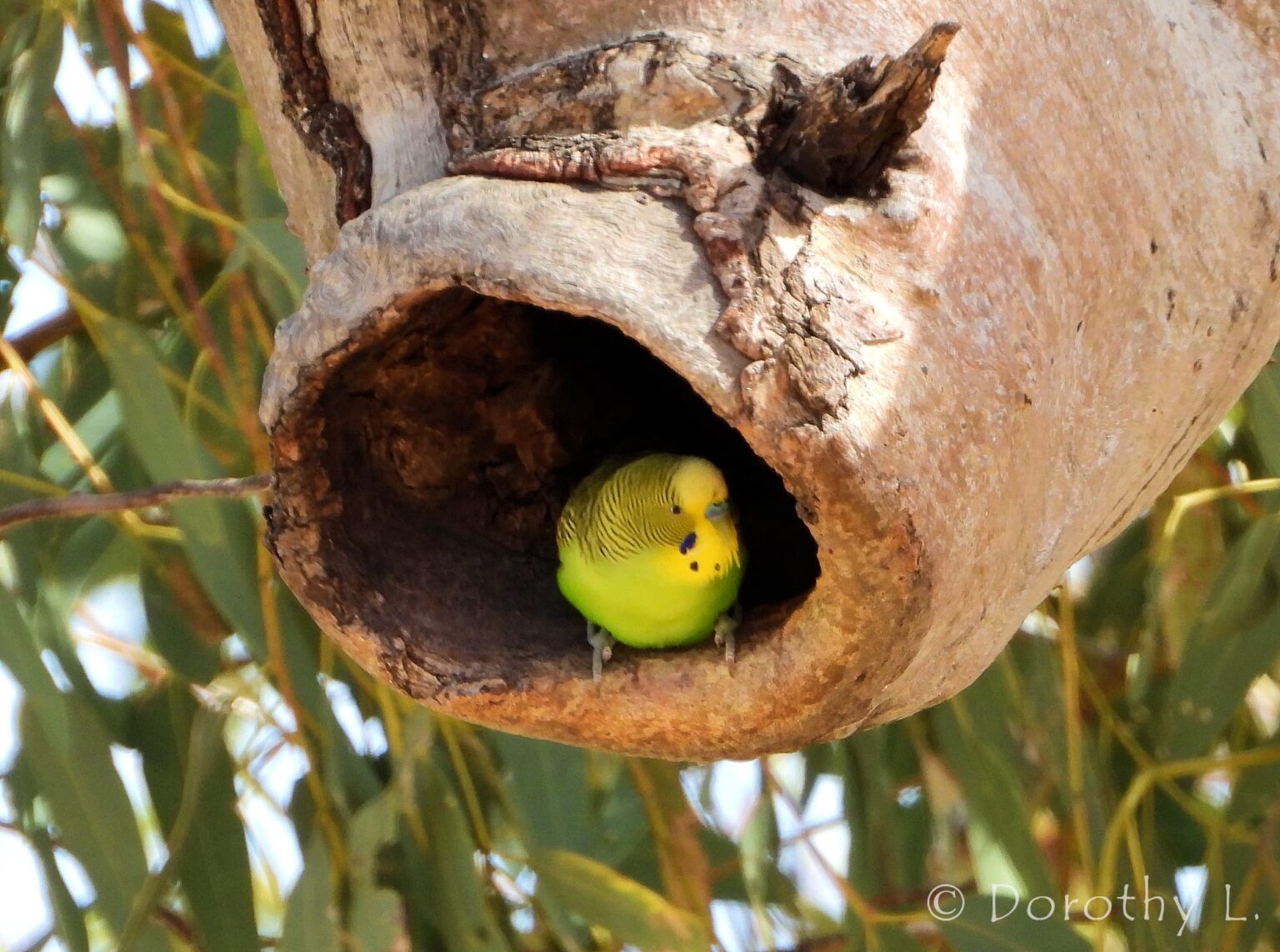 Budgerigar – nesting – Ausemade