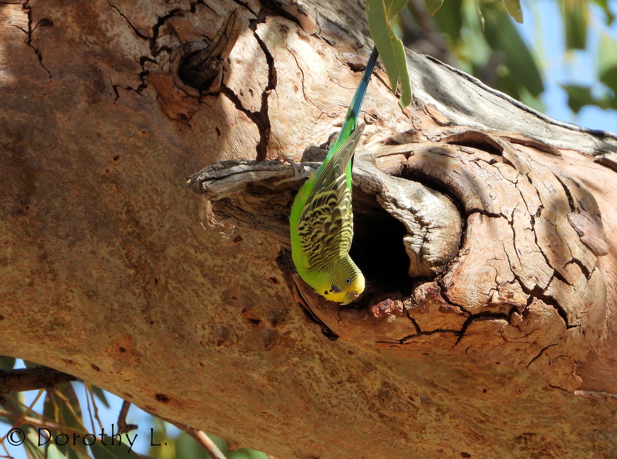 Budgerigar – nesting – Ausemade