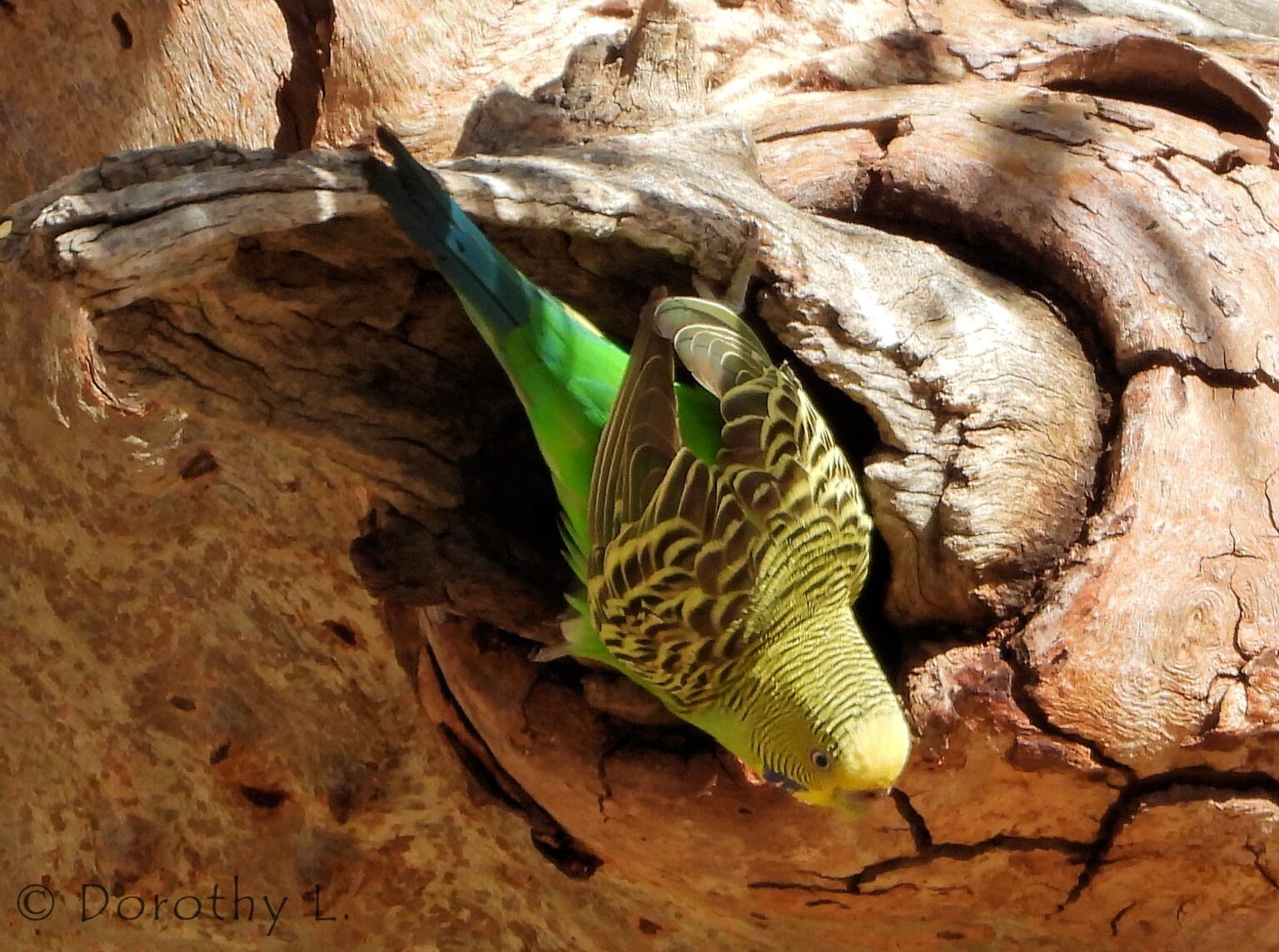 Budgerigar – nesting – Ausemade