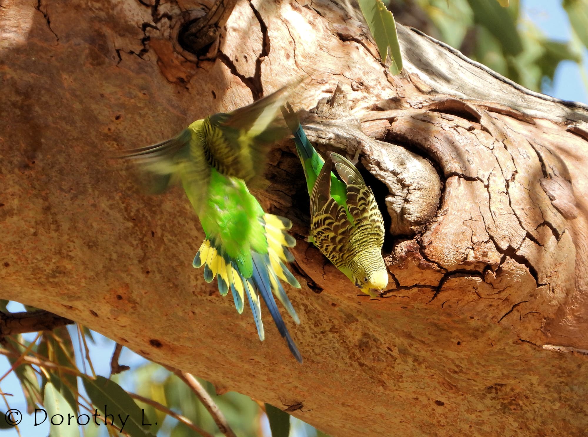 Budgerigar – nesting – Ausemade