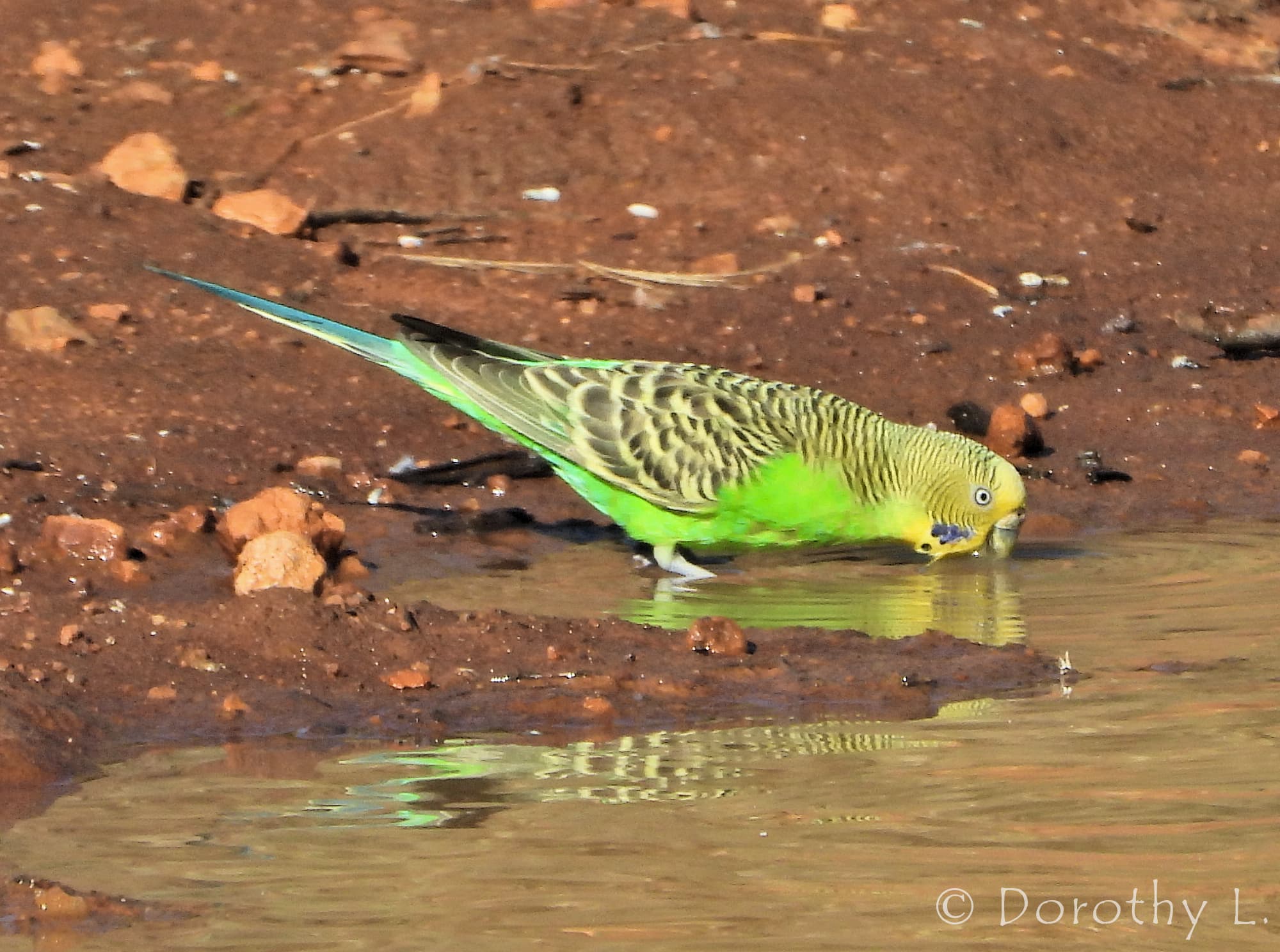 Budgerigar – water – Ausemade