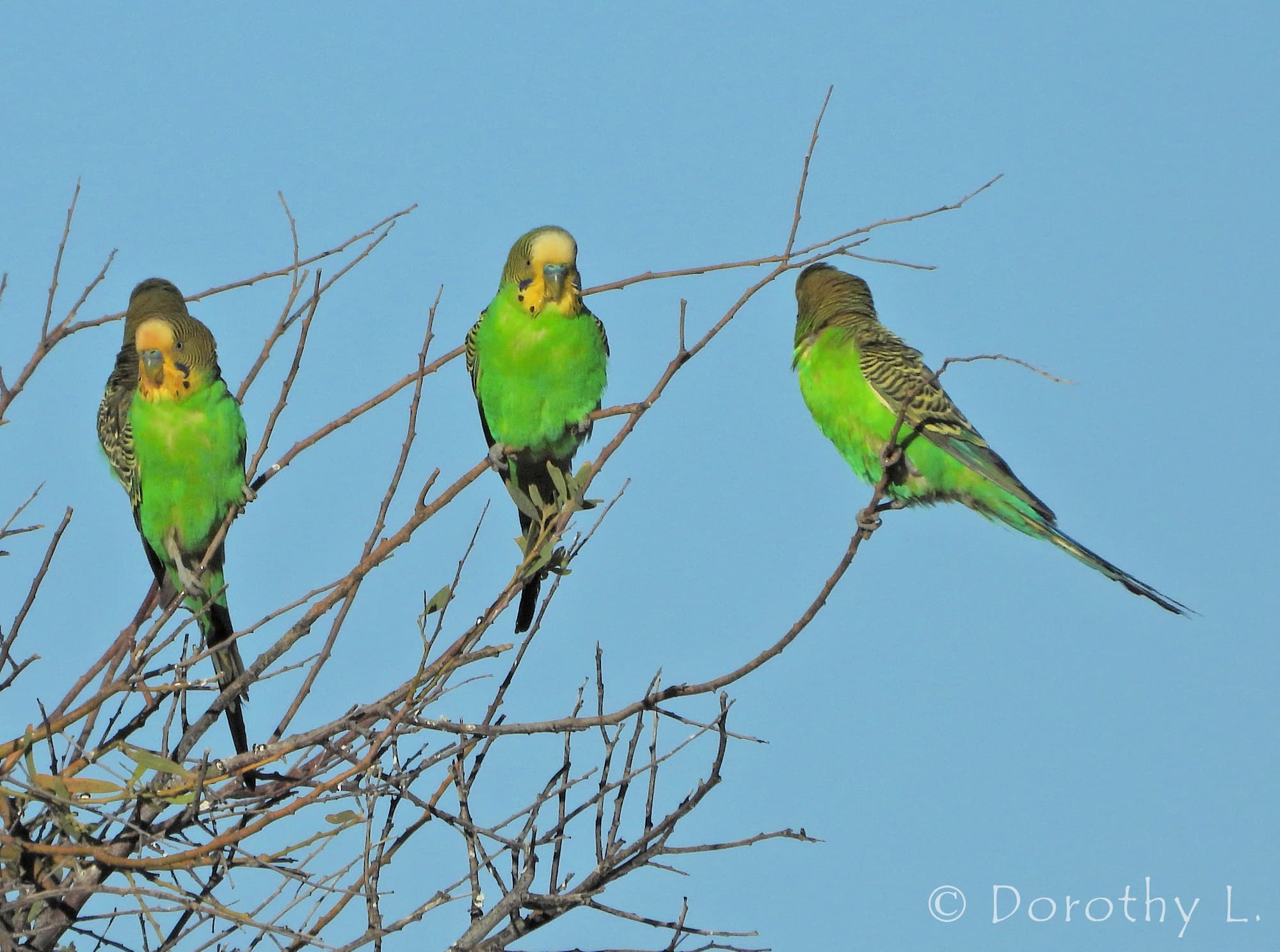 Budgerigar – resting & roosting – Ausemade