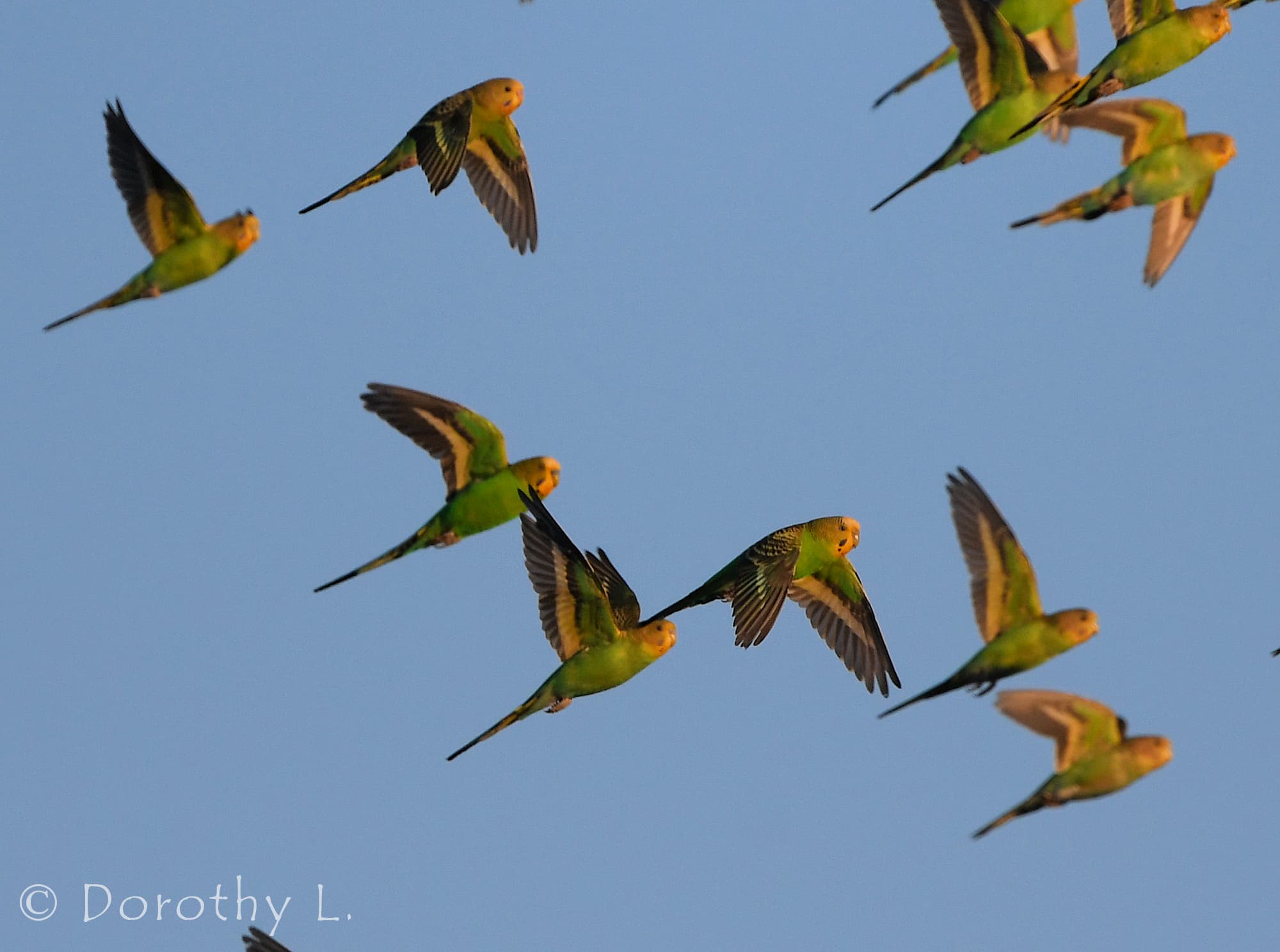 Budgerigar – flocks & flights – Ausemade