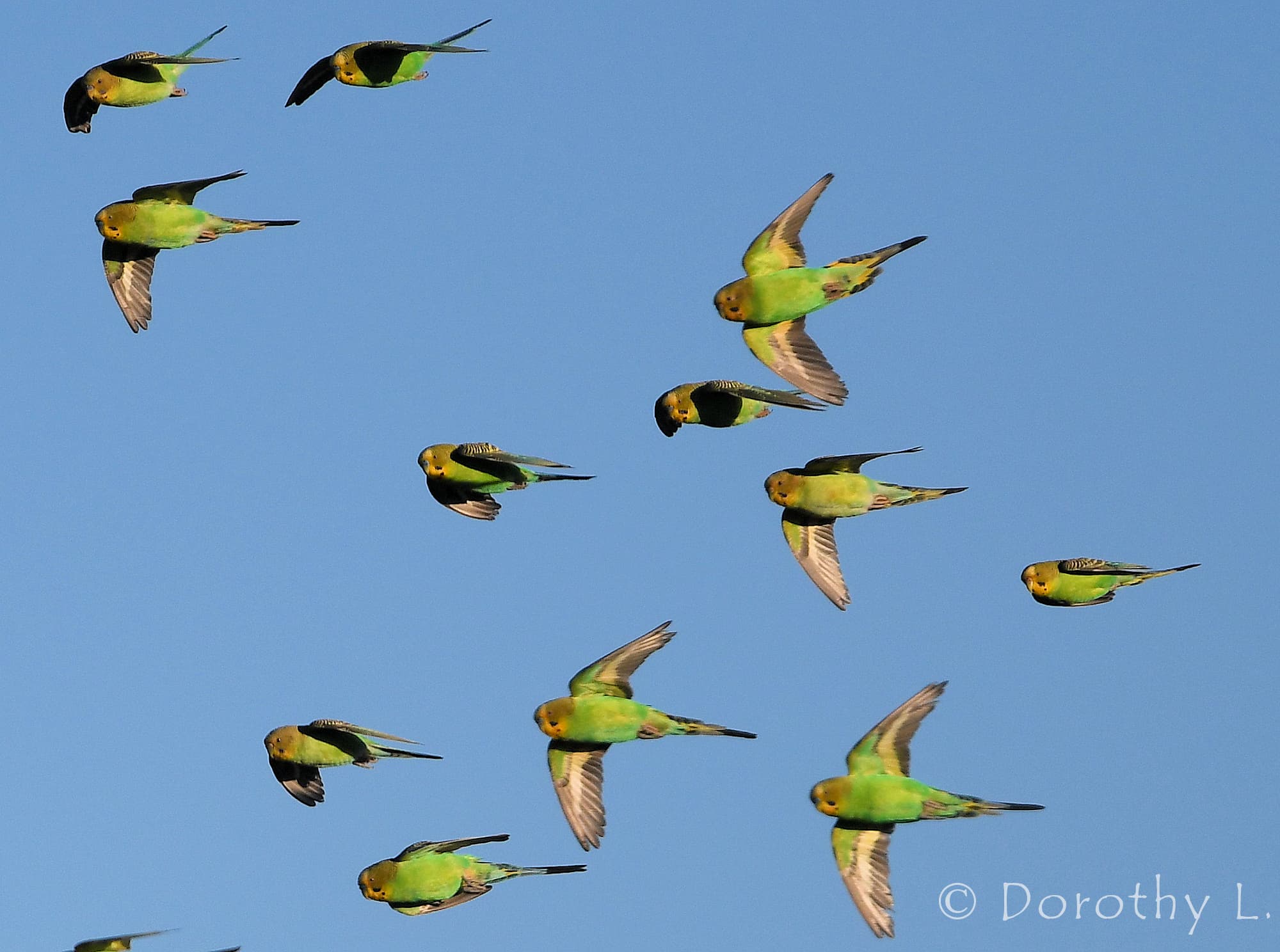 Budgerigar – flocks & flights – Ausemade
