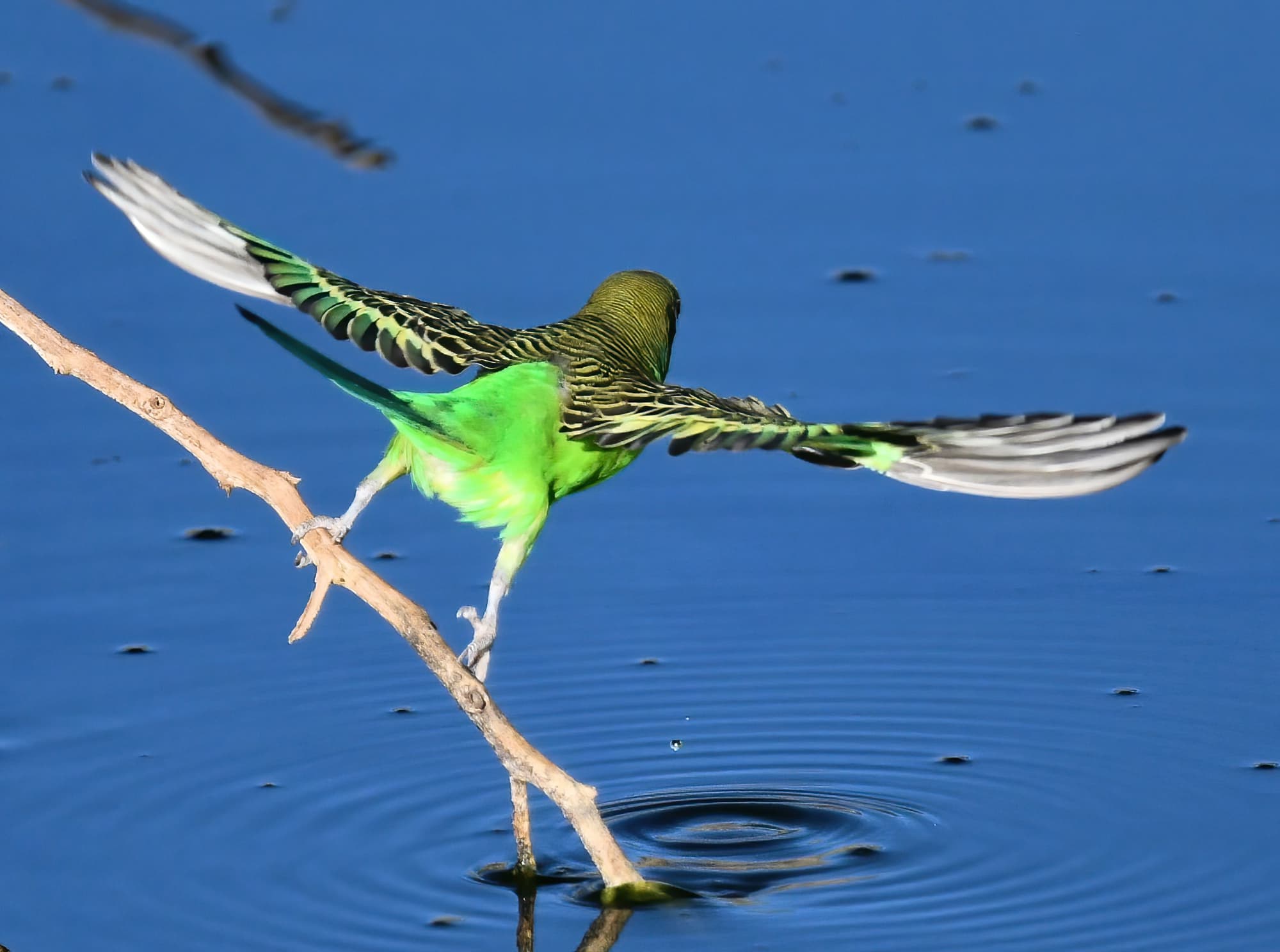 Budgerigar at the Ponds – Ausemade