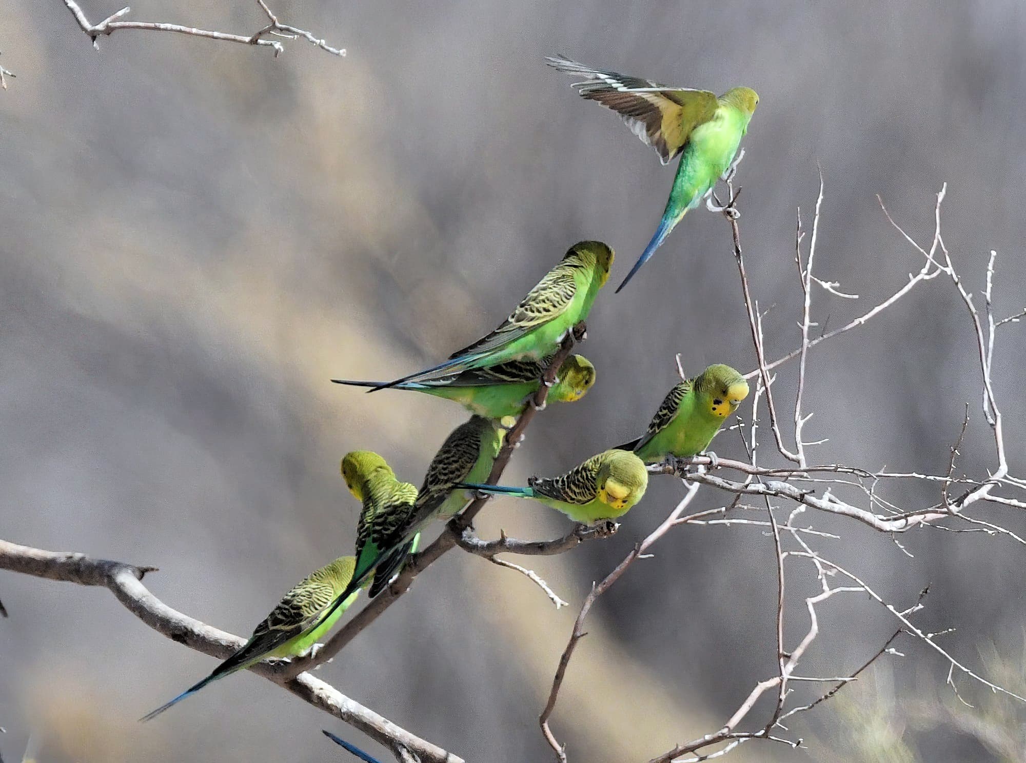 Budgerigar (Melopsittacus undulatus) – Ausemade