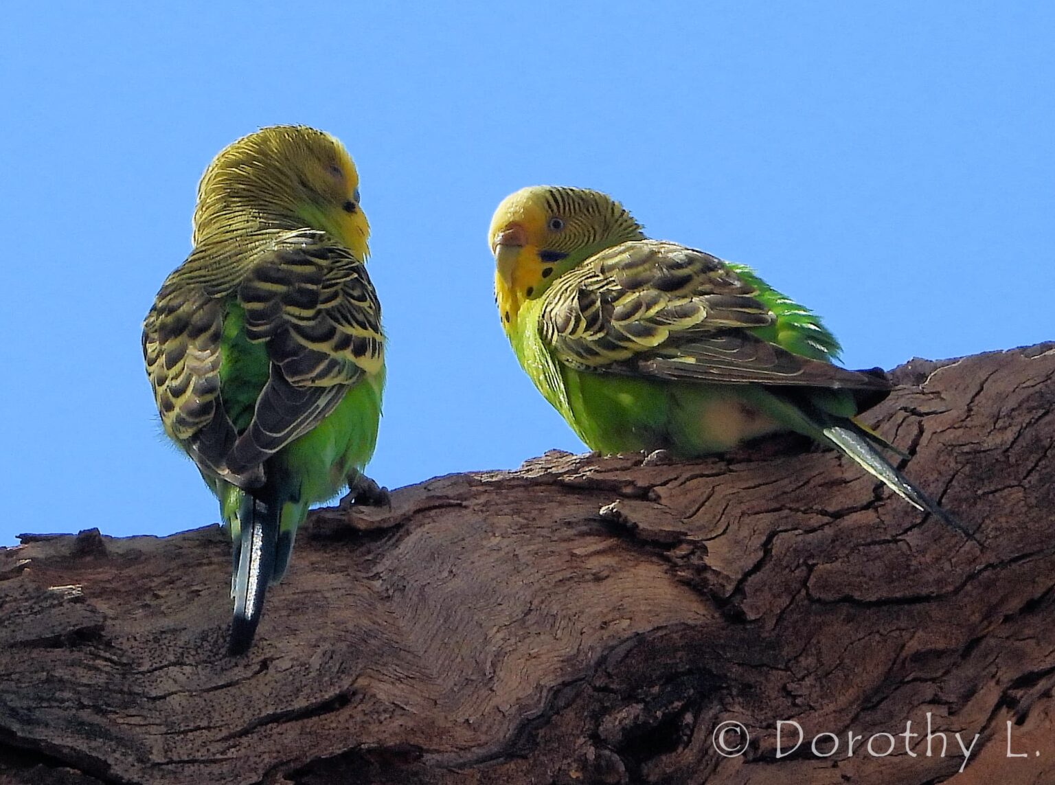 Budgerigar – Ausemade