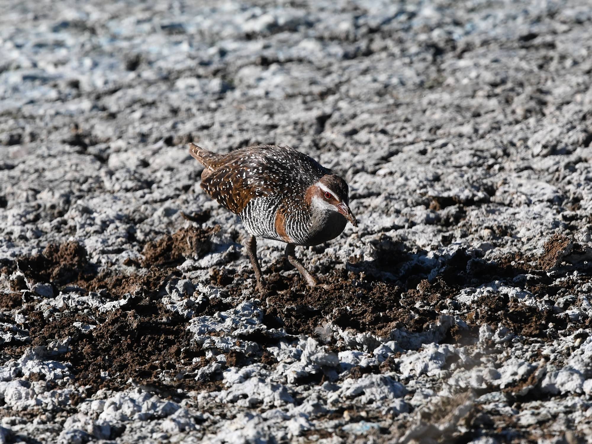 Buff-banded Rail at the Ponds – Ausemade