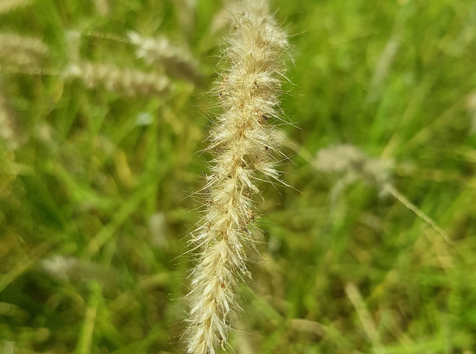 Buffel Grass (Cenchrus ciliaris) – Ausemade