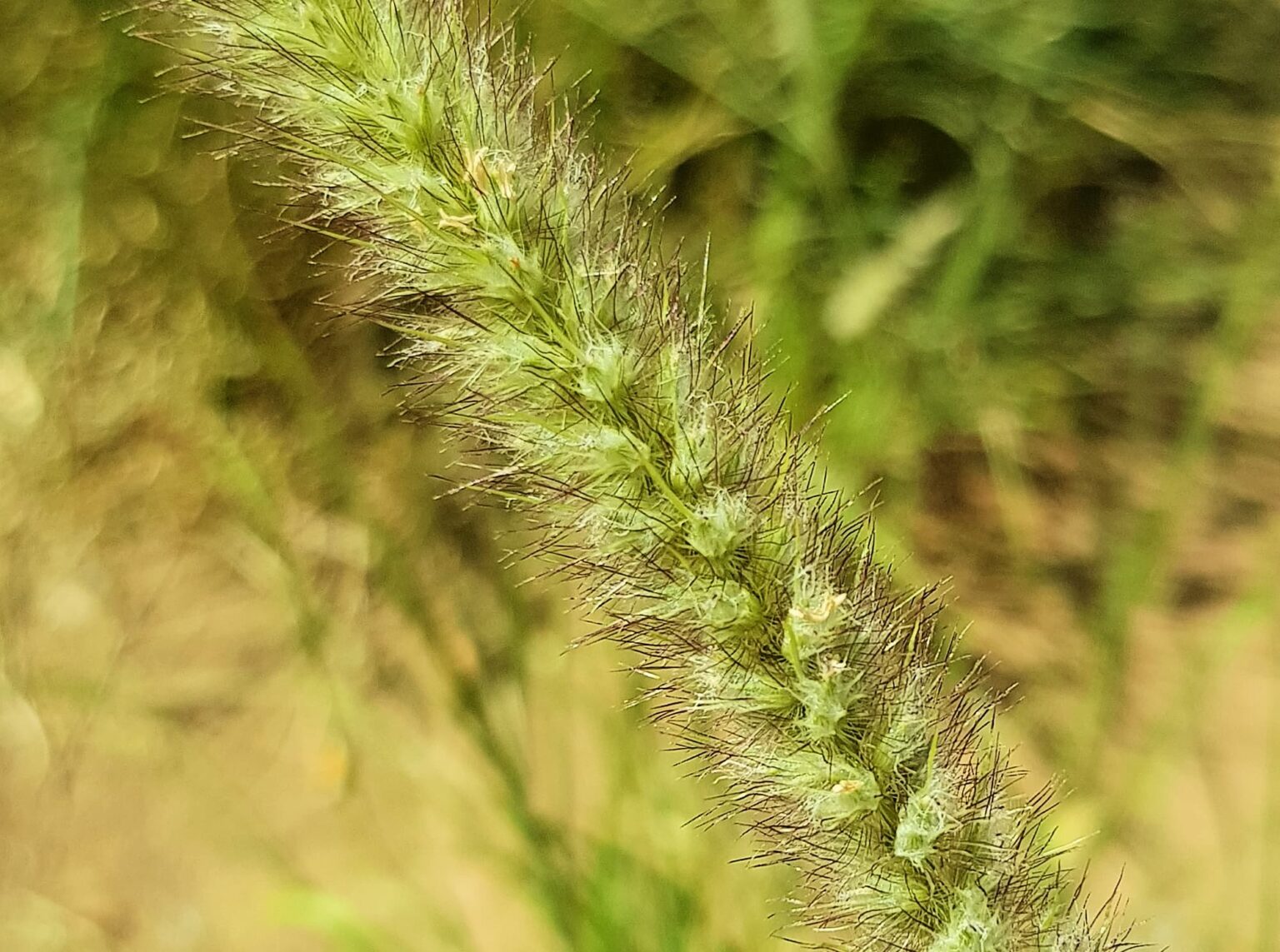 Buffel Grass (Cenchrus ciliaris) – Ausemade