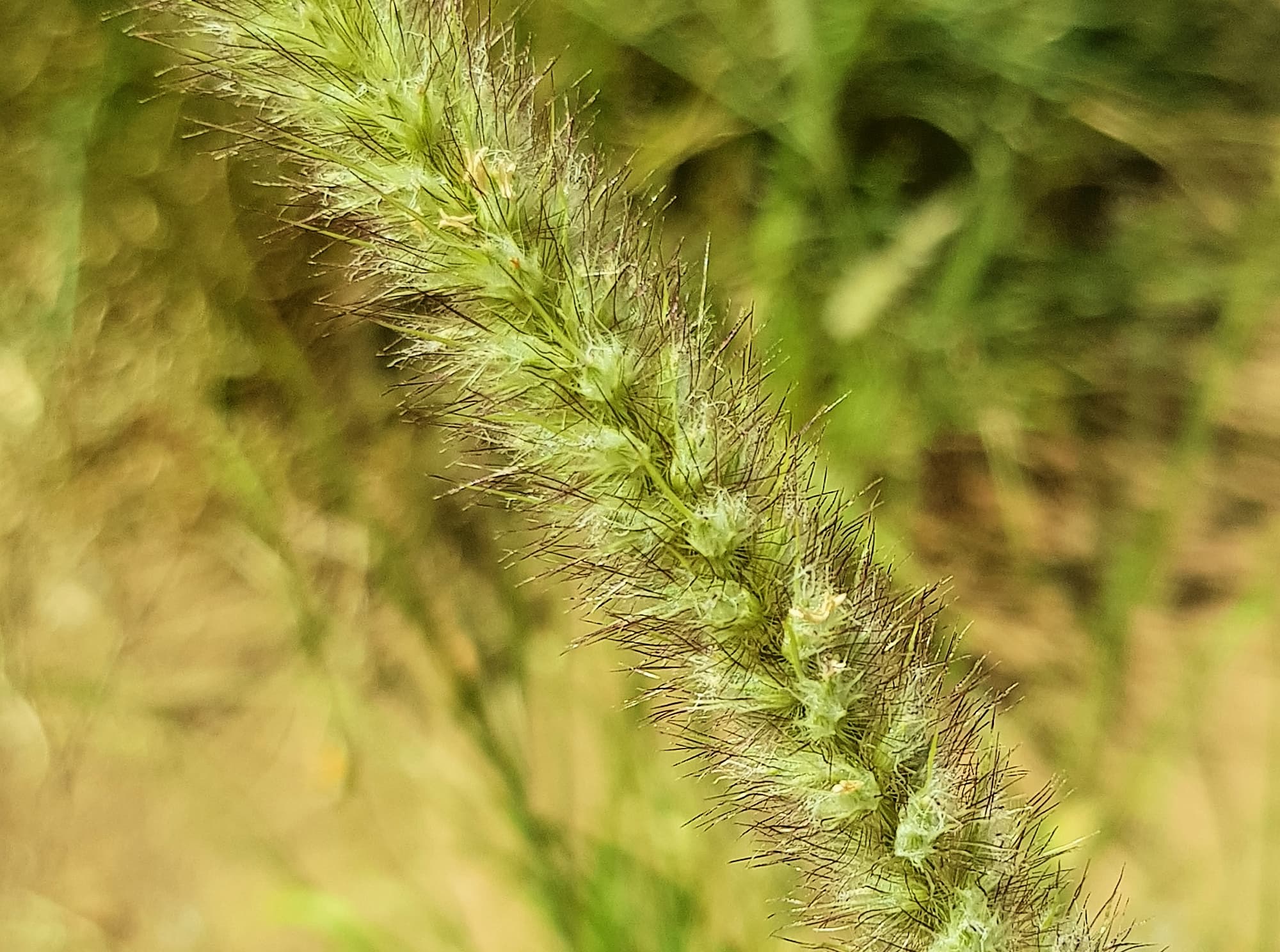 Buffel Grass (Cenchrus ciliaris) – Ausemade