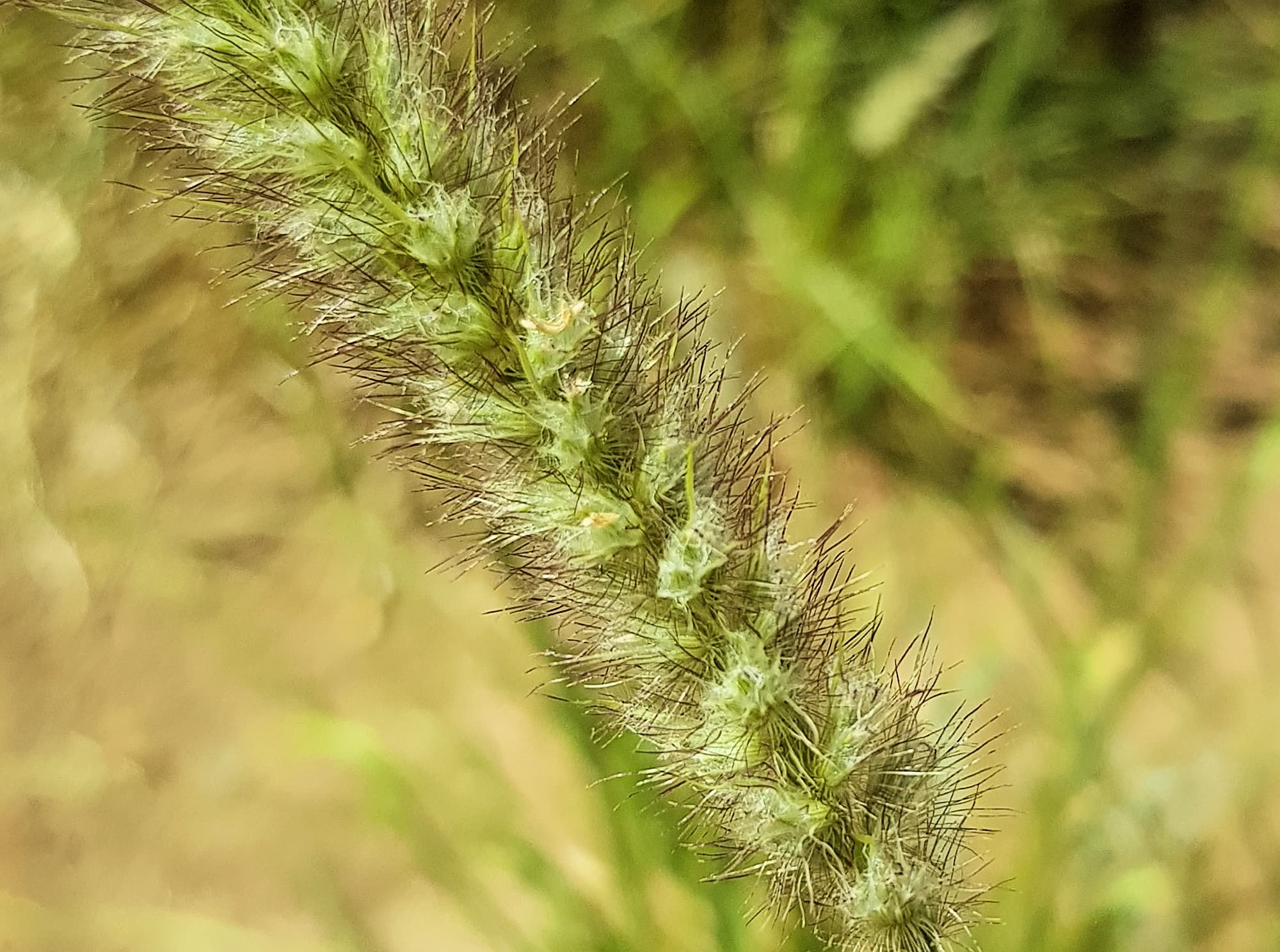 Buffel Grass (Cenchrus ciliaris) – Ausemade