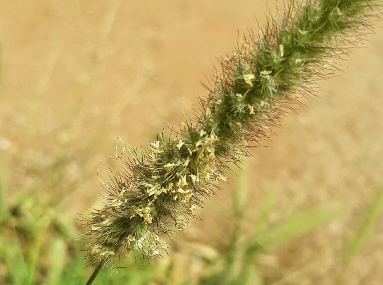 Buffel Grass (Cenchrus ciliaris) – Ausemade