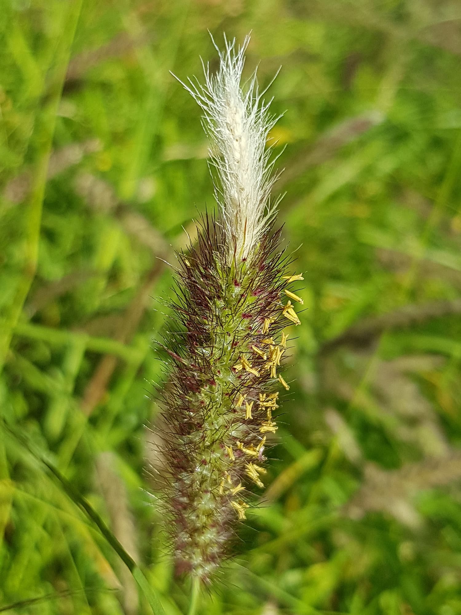 Buffel Grass (Cenchrus ciliaris) – Ausemade