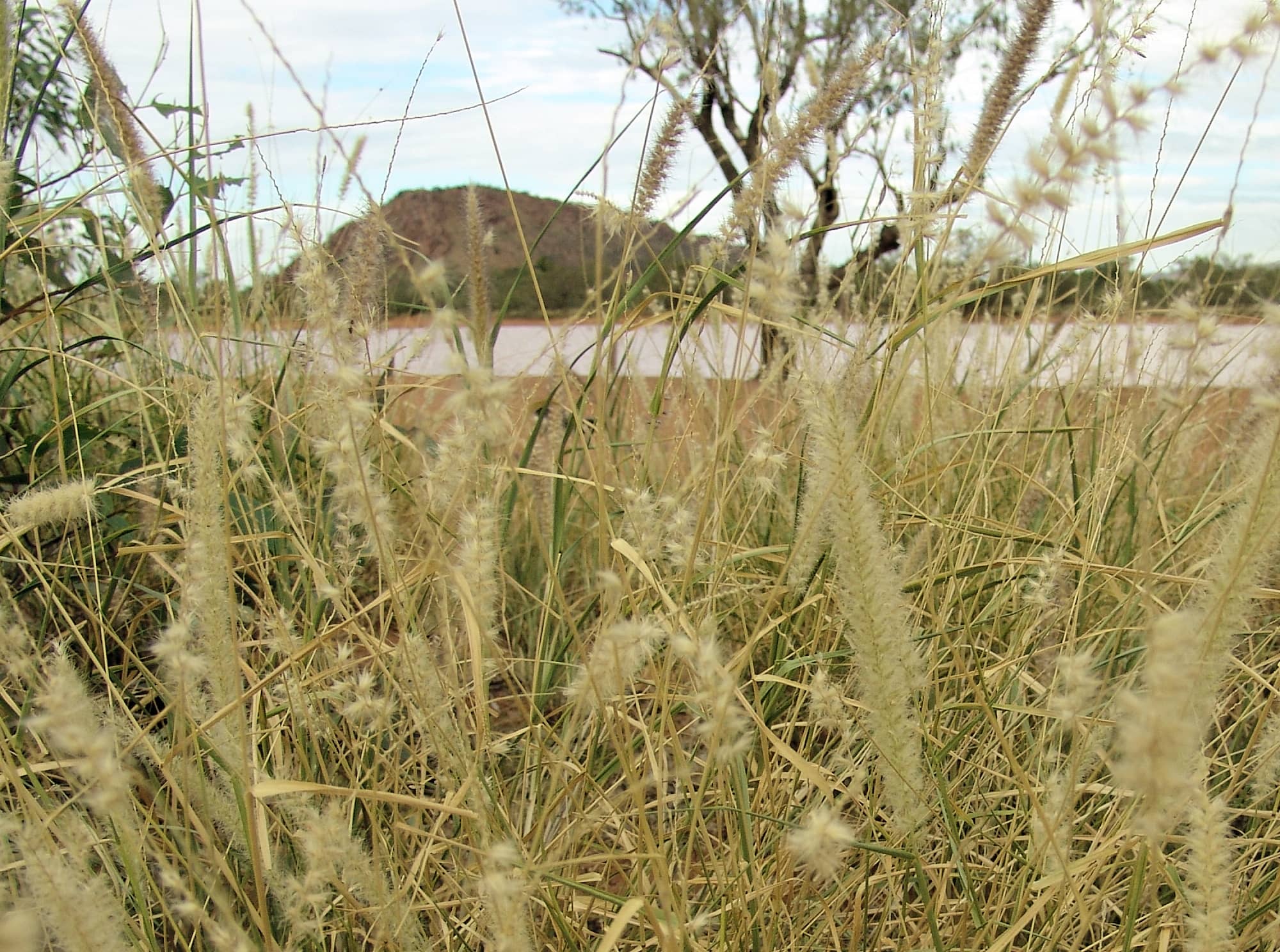 Buffel Grass (Cenchrus ciliaris) – Ausemade