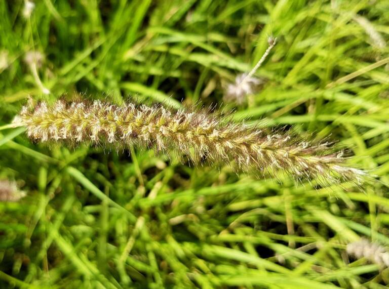 Buffel Grass (Cenchrus ciliaris) – Ausemade