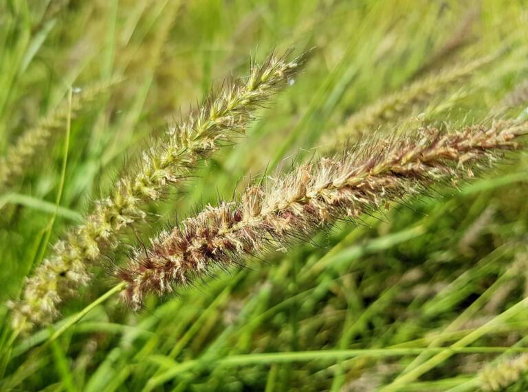 Buffel Grass (Cenchrus ciliaris) – Ausemade