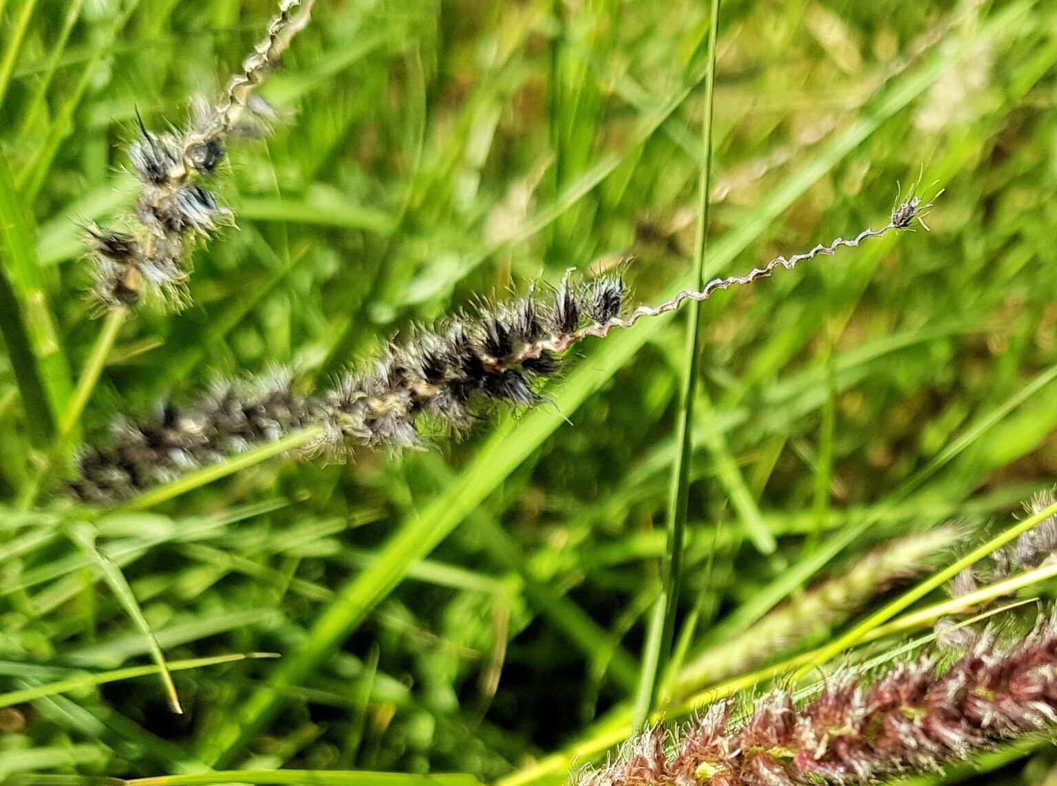 Buffel Grass (Cenchrus ciliaris) – Ausemade