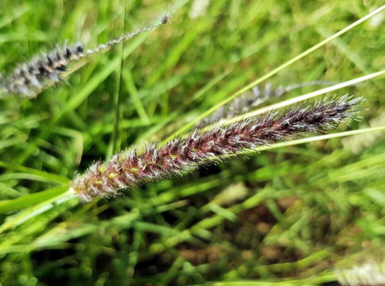 Buffel Grass (Cenchrus ciliaris) – Ausemade