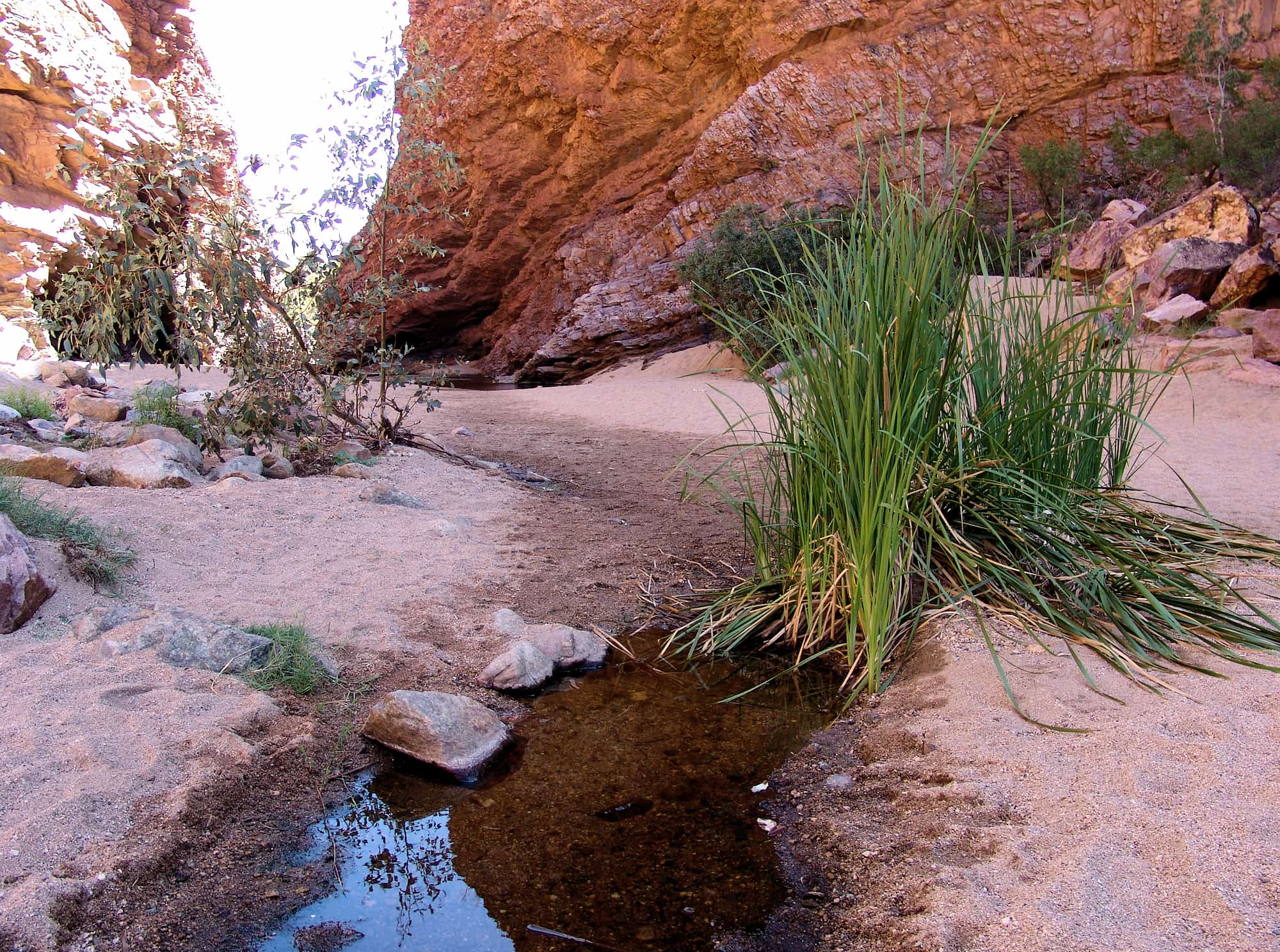 Flora of Simpsons Gap – Ausemade