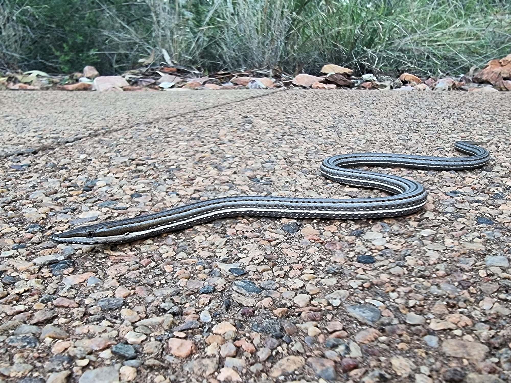 Northern Territory Fauna – Ausemade