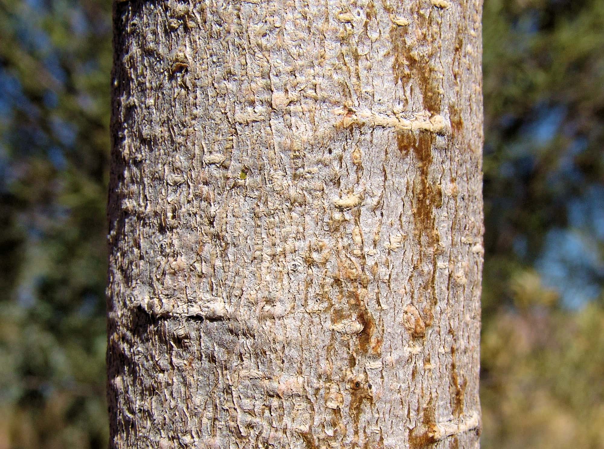 Native Apricot – Ausemade