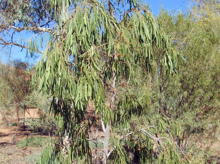 Native Apricot – Ausemade