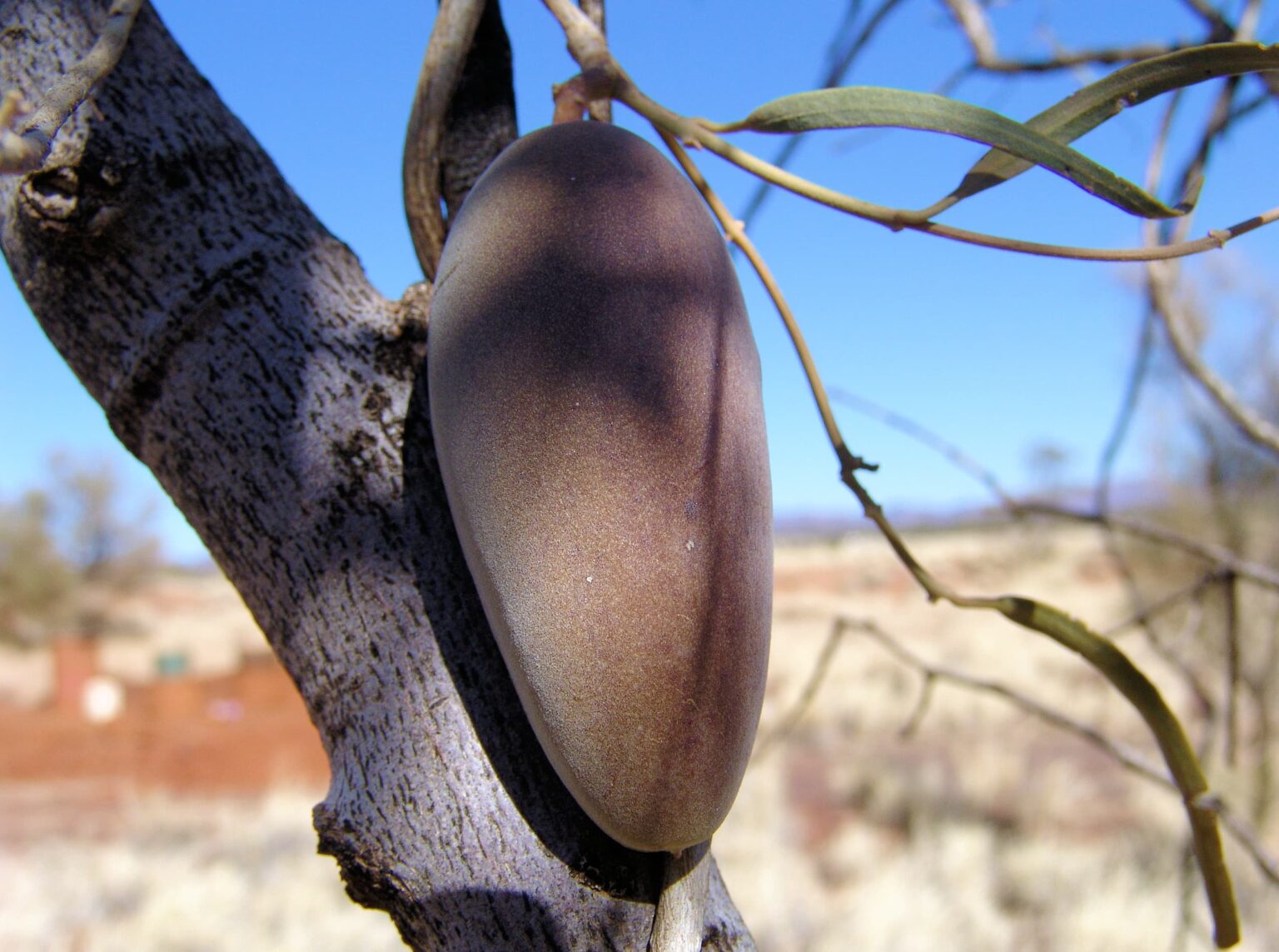 Bush Banana – Ausemade