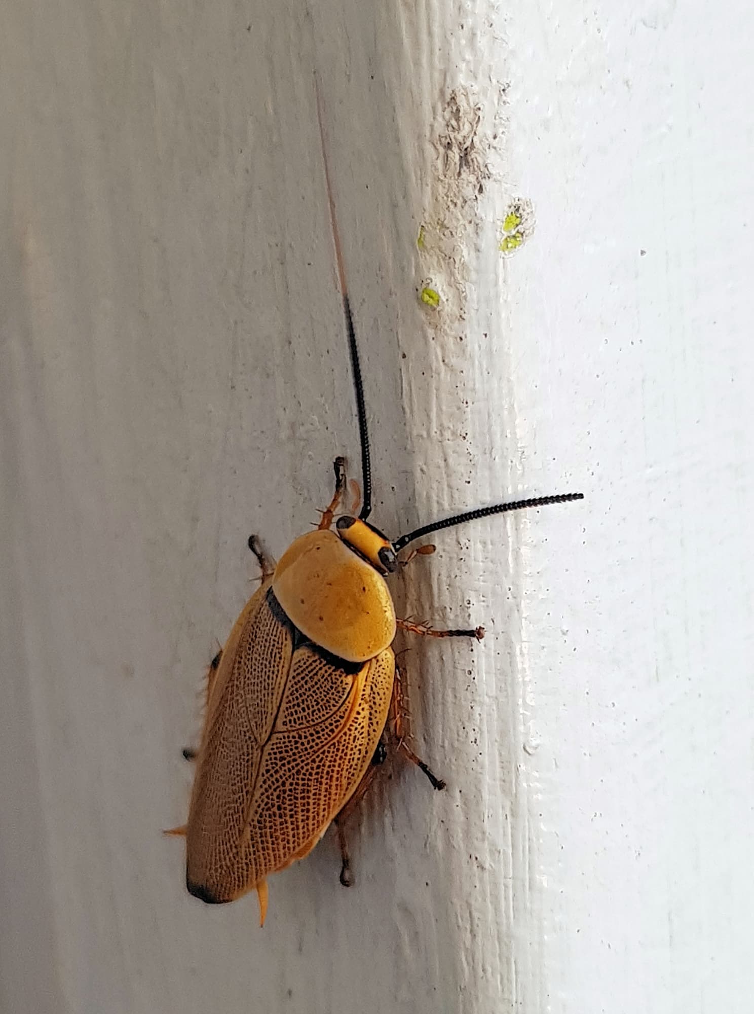 Bush Cockroach – Ausemade