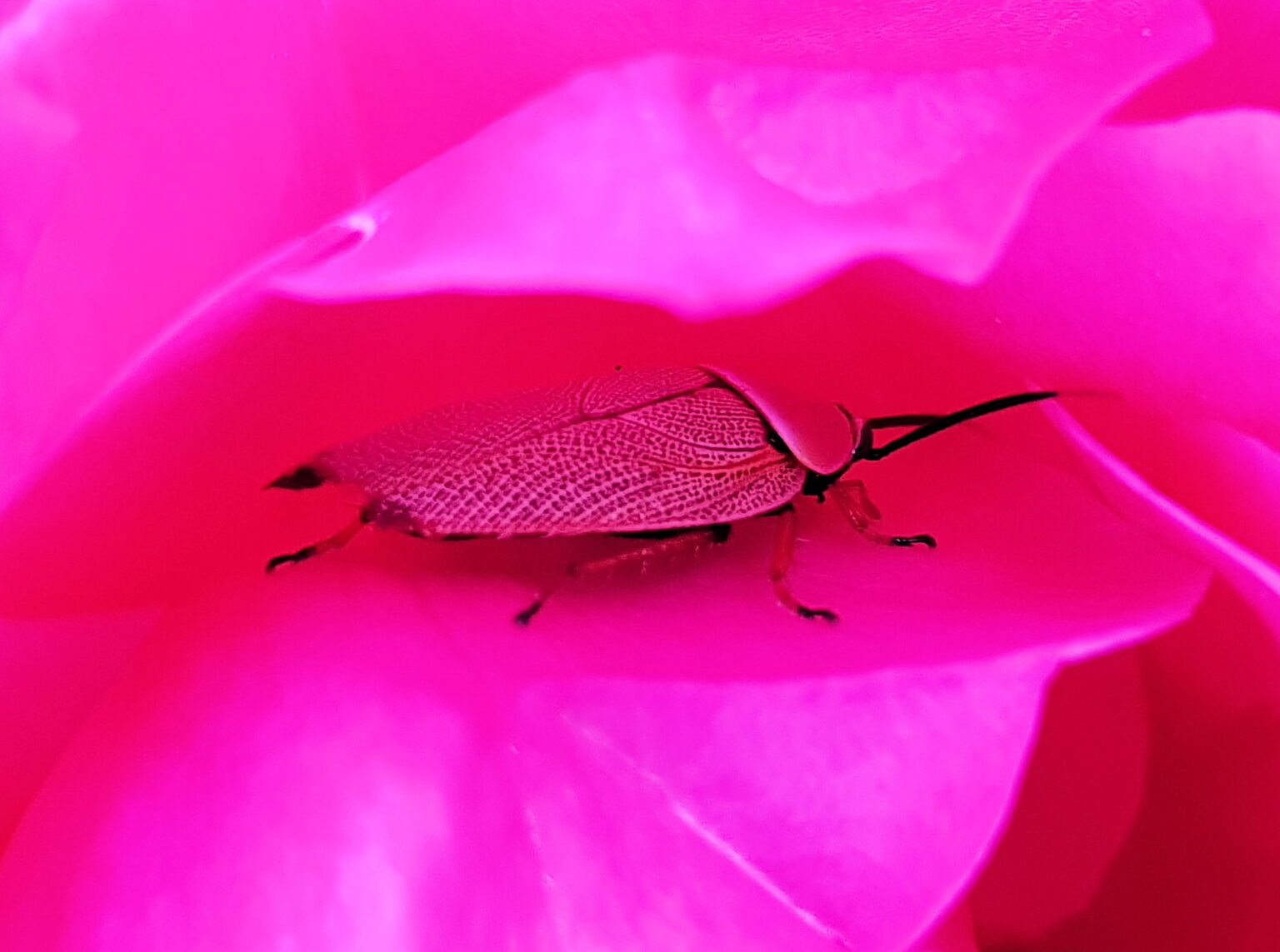 Orthopteroid – Ausemade