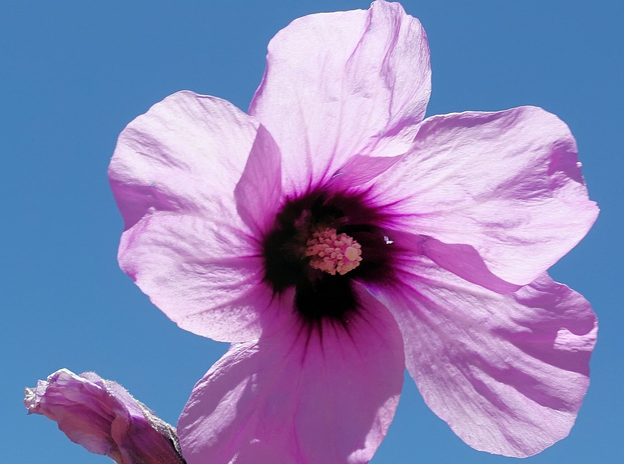 Bush Hibiscus – Ausemade