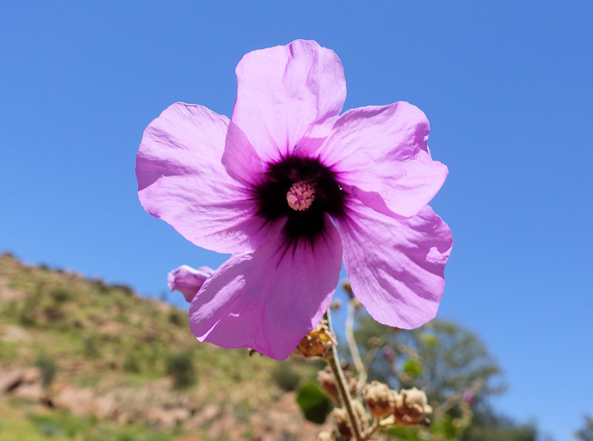 Bush Hibiscus – Ausemade